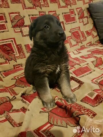 Щенок от немецкой овчарки мальчик Рэкс 1,5мес,прив