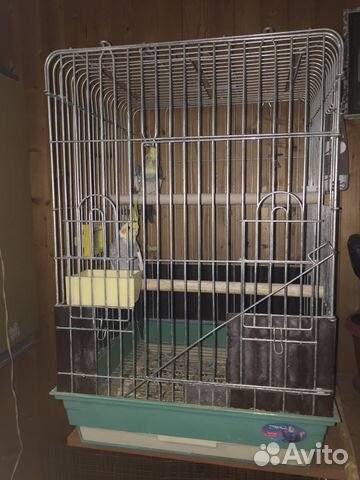 Пара корелл (нимф) с клеткой