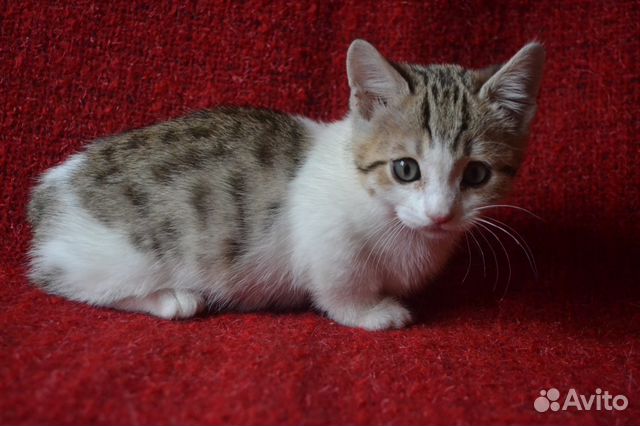 Манчкин -той,стандарт,кошечки-девчушки