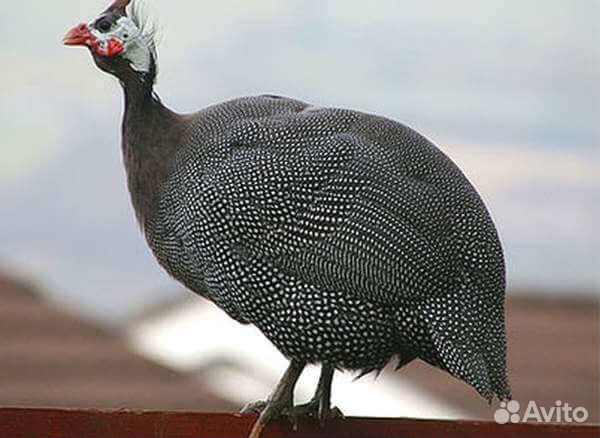 Цесарки, румынские фазаны