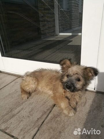 Коротколапый щенок в поиске дома