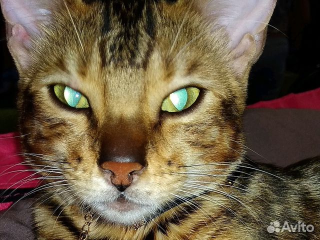 Бенгальские кошечки, котята