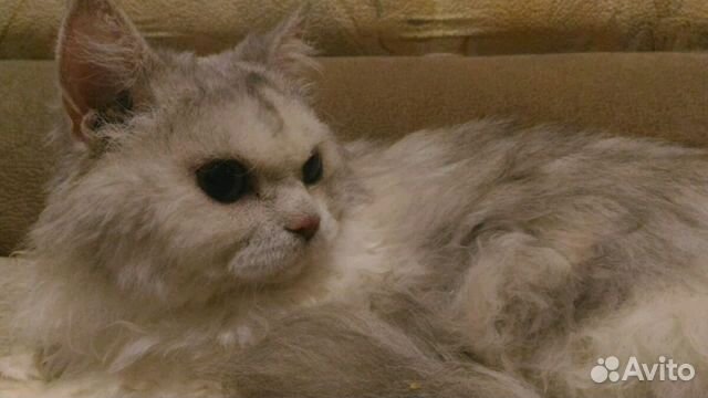 Кошка селкирк рекс 1,5 года