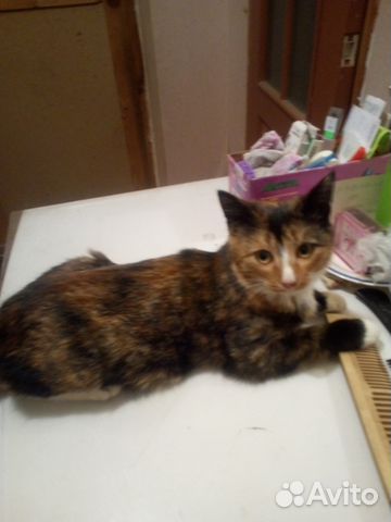 Кошечка брошенка