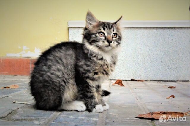 Котёнок Алиса