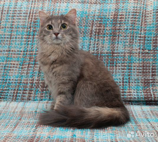 Кошка Пуша