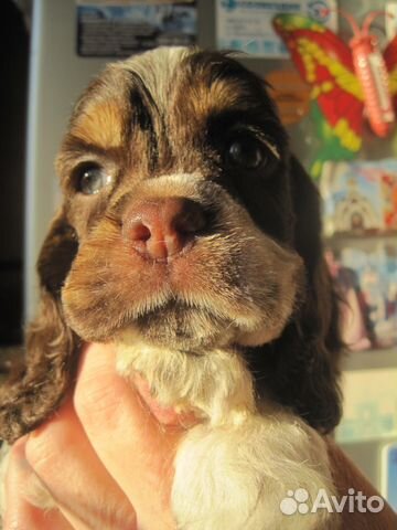 Крапчатые девочки американочки