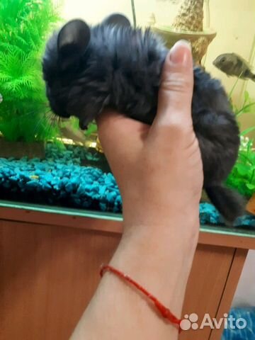 Шиншилла малыш