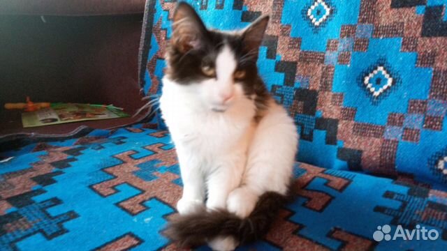 Отдам котенка