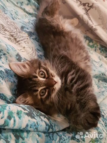 Котёнок в дар