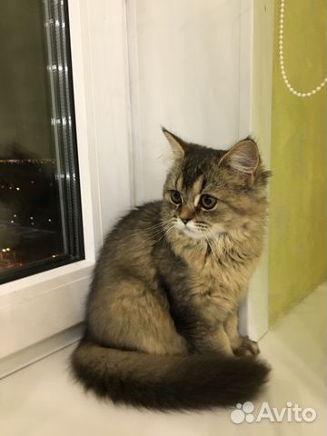 Котёнок