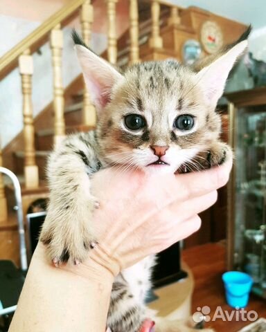 Котенок чаузи