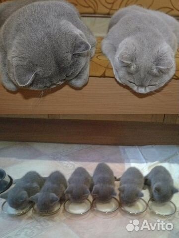 Голубые британские котятки