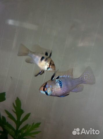 Апистограммы рамизери