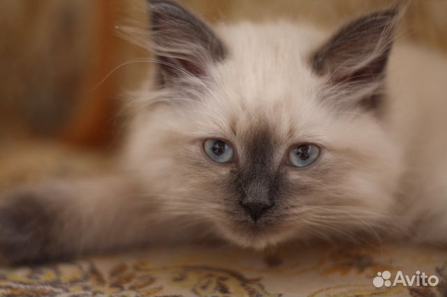 Невская маскарадная кошечка