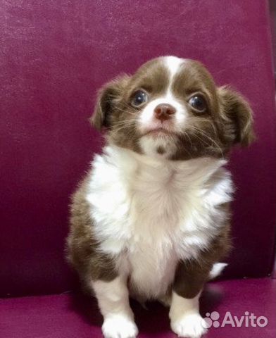 Чихуахуашка шоколадный кобелёк