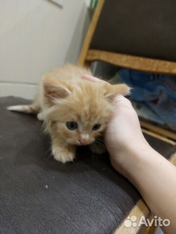 Очень редкий котенок