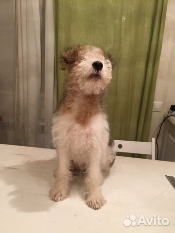 Эрдельтерьер