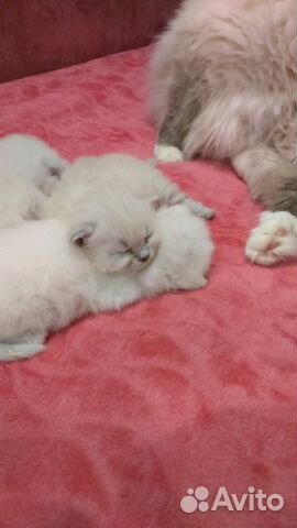 Невские Маскарадные Котята питомник Львиная Душа