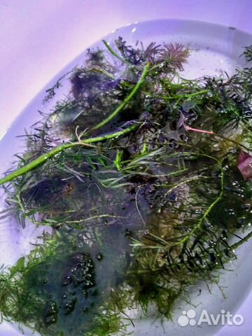 Растения, прополка, мхи