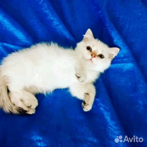 Британский котик золотой колор поинт