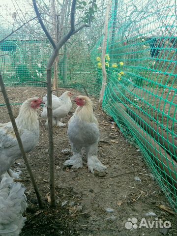 Куры порода Брама Изабелла