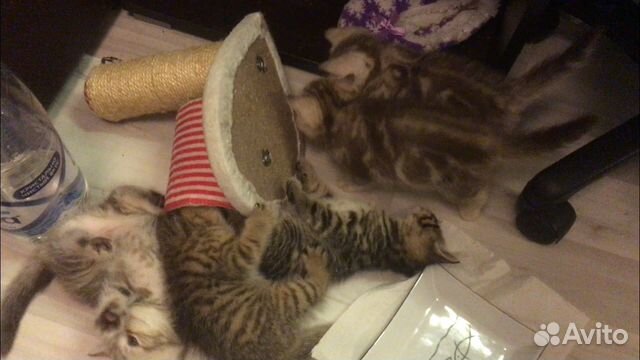 Котята (Британцы)