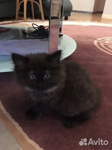 Котенок черный британский