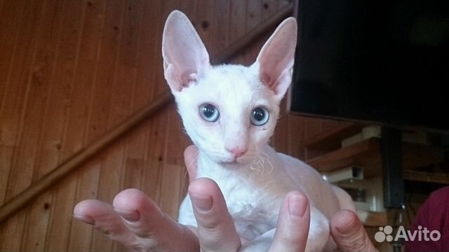 Корниш-рекс белый котенок