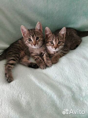 Котята