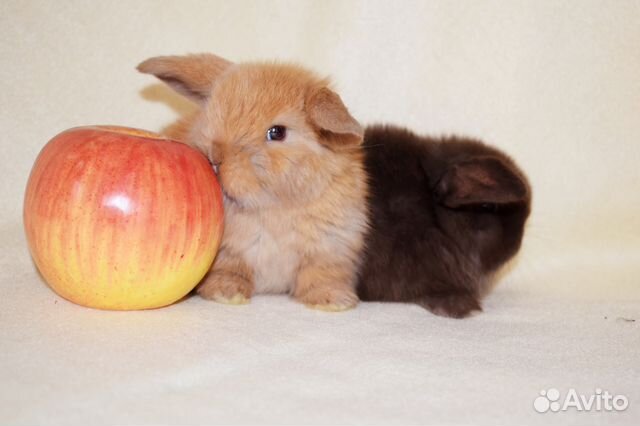 Карликовые кролики. Питомник. Видео. Доставка