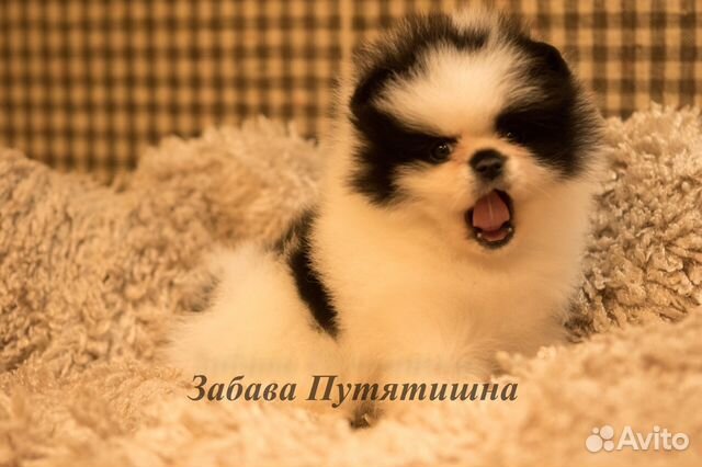 Кому панду