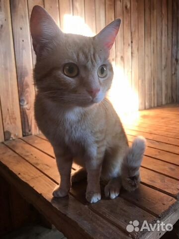 Солнечный мальчик ищет семью