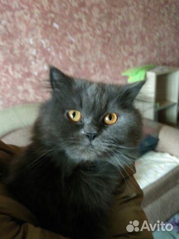 Кот в добрые руки