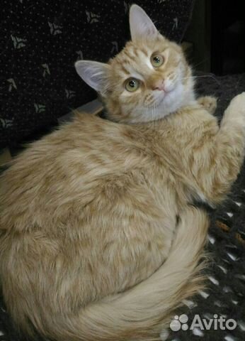 Ждём укотовителей
