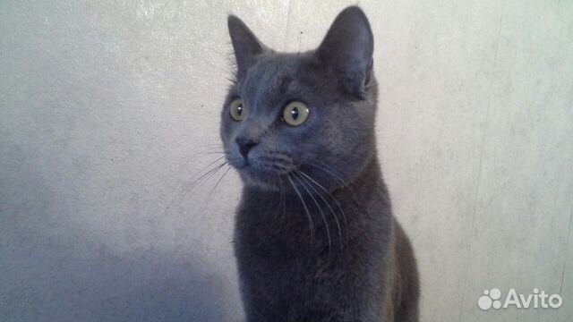 Маргоша в поисках новой семьи