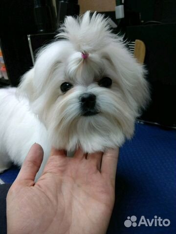 Щенок мальтезе