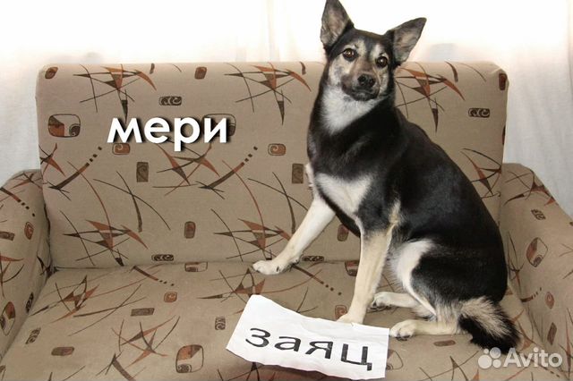 Мери (в добрые руки)