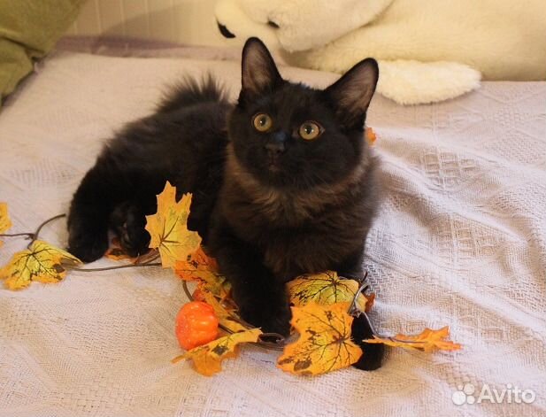 Клубный котёнок-курилец от Чемпионов (кот)