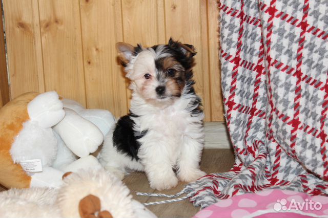 Мальчик инь-янь