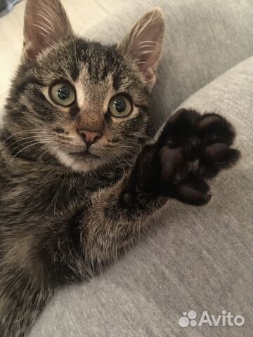 Маленькая коша ищет дом