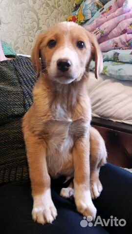 Щенок гончей