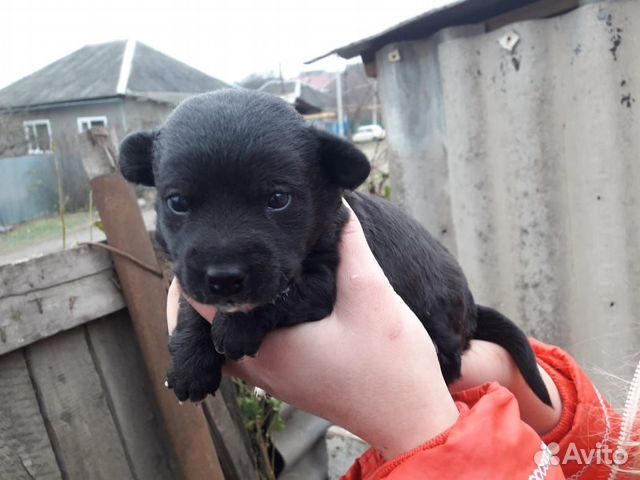 Девочка в добрые руки