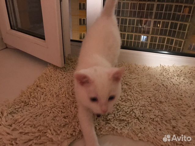 Коткнок белый голубоглазый