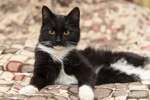 Котенок в дар