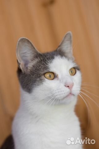 Кошка Долли, 2 года (из приюта)