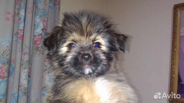 Помесь шпица и йорка