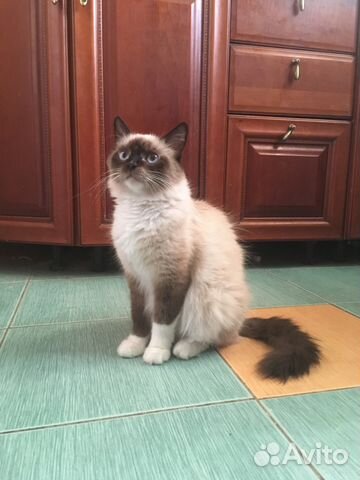 Священная бирма котята