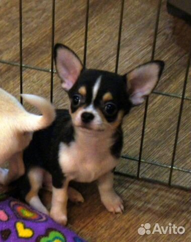 Чишечки красавчики