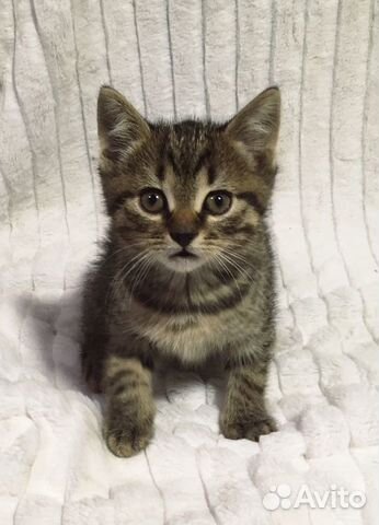 Наполовину британец. Котенок, мальчик (Тигра)